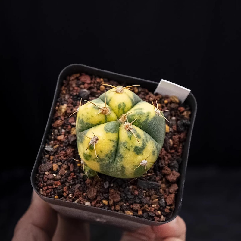 Ohio Di Cactus Marocchino - Etsy Canada