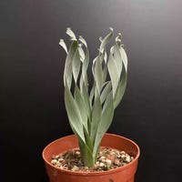 Rare Succulents, Albuca Concordiana Bulb, 0.5"-1", Live Plant - Etsy