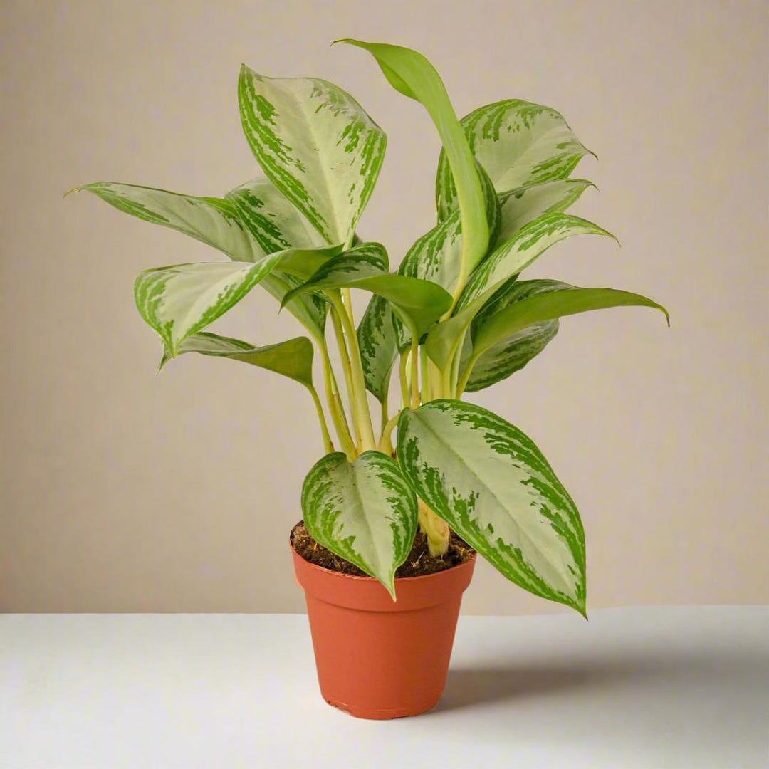 Chinese Evergreen Silver Bay: Easy Care Variegated Houseplant - Etsy
