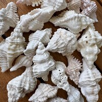Shell: Murex Zamboi - Etsy