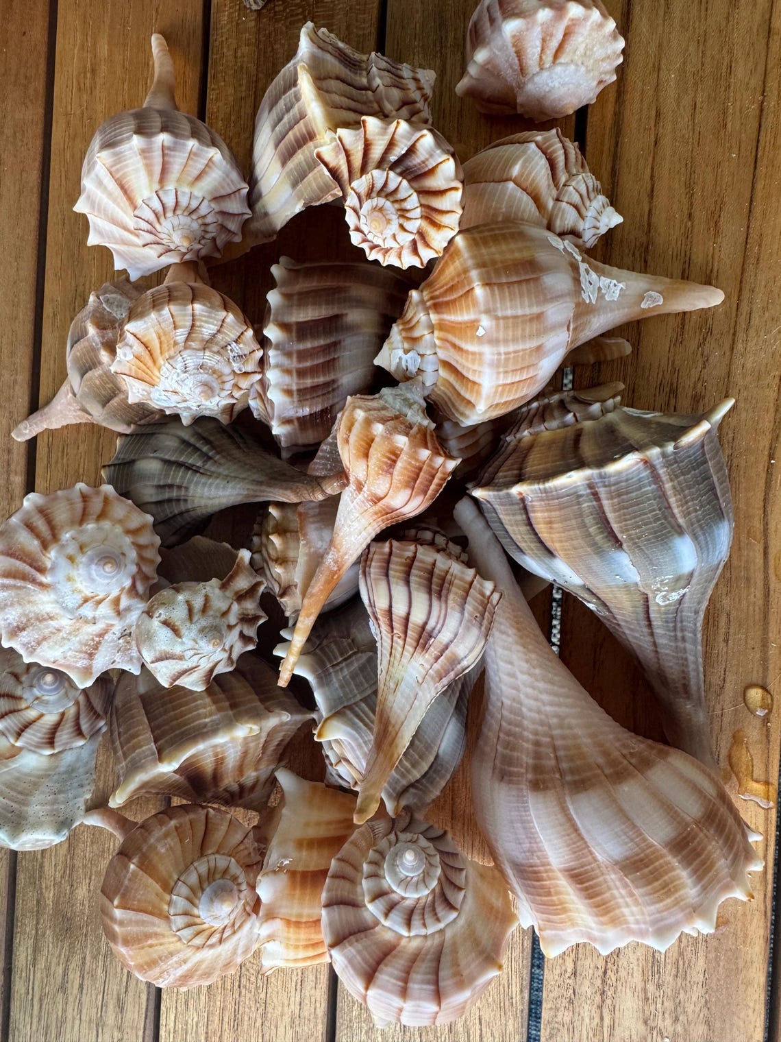 Small Brown Lightning Whelk Shells (2”–5”) – Naturally Collected From ...