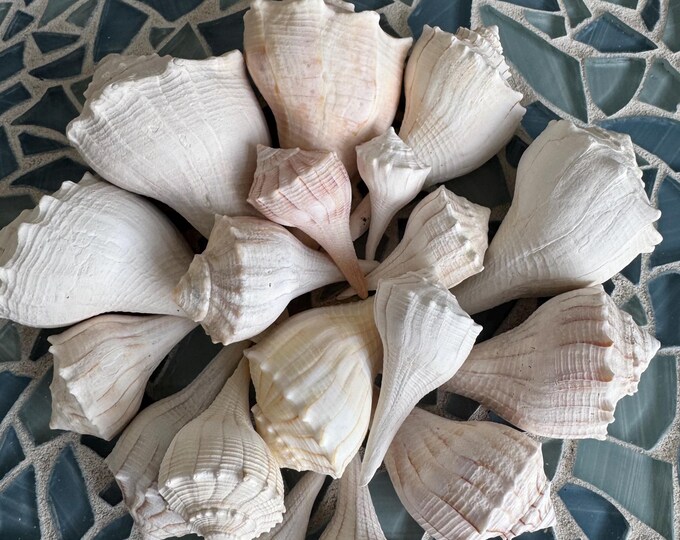 Small Lightening Whelk Shell - Etsy