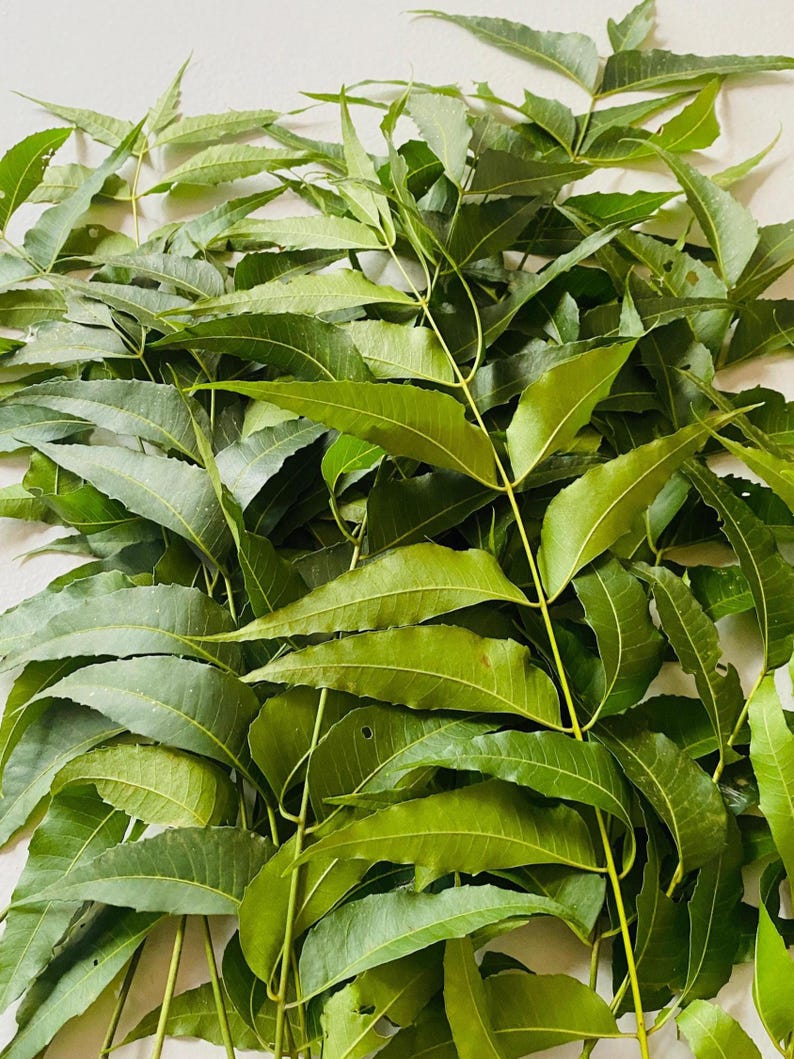 Neem Leaves Pack, 200+natural Jamaican Neem Leaves Cut , Dried ...