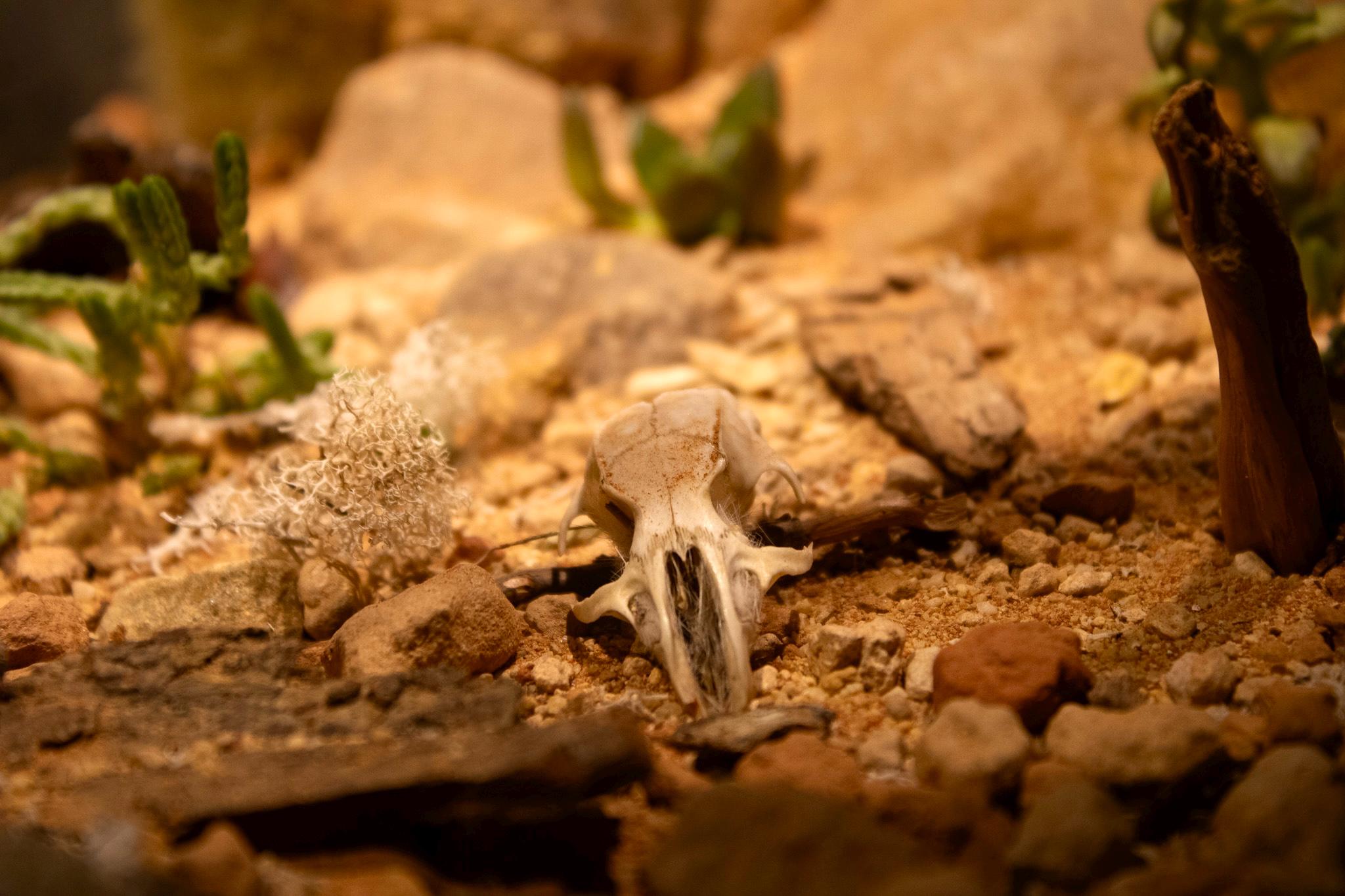 Custom 10-gallon Desert Terrarium – Arid Landscape Vivarium – Succulent ...