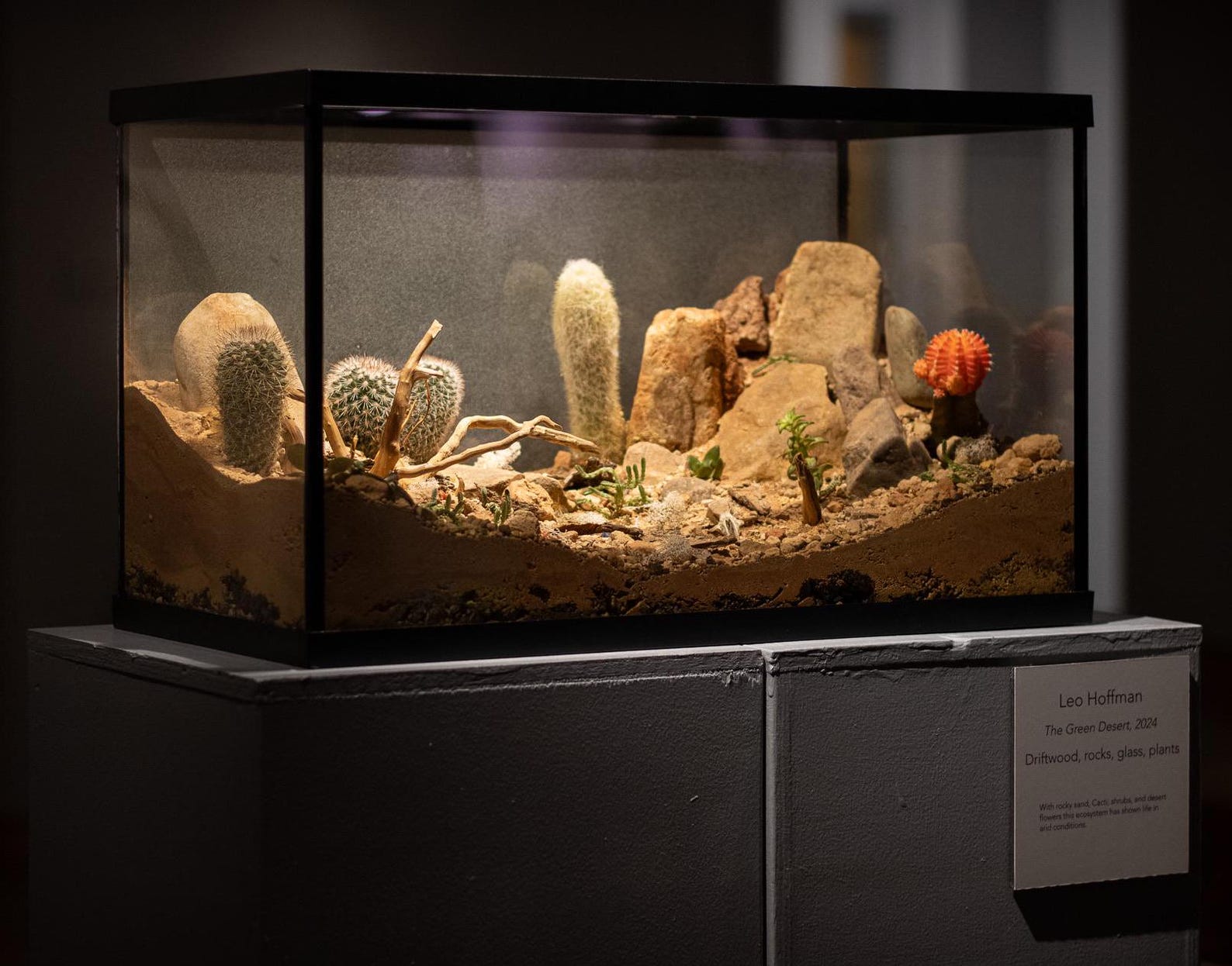 Custom 10-gallon Desert Terrarium – Arid Landscape Vivarium – Succulent ...