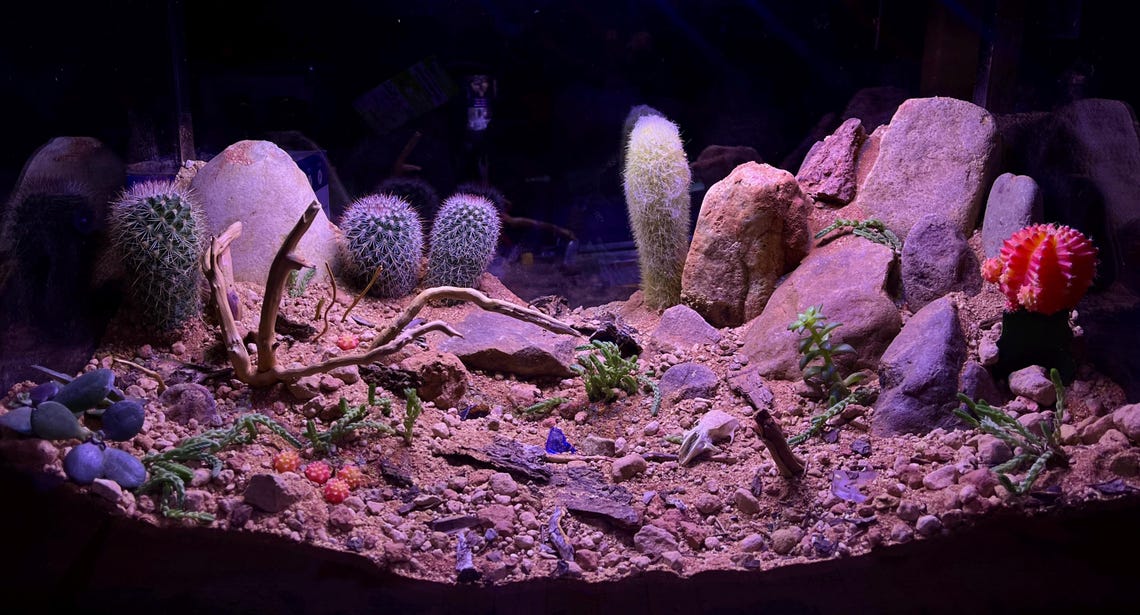 Custom 10-gallon Desert Terrarium – Arid Landscape Vivarium – Succulent ...