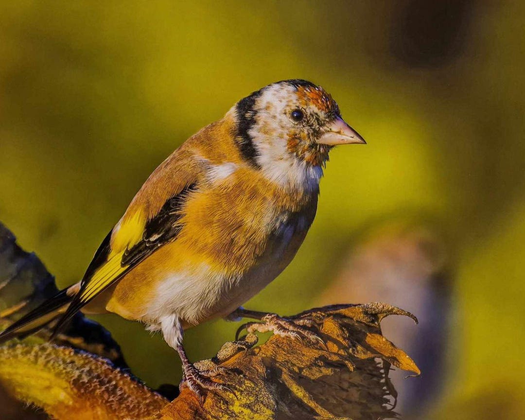 A3 Poster: Tikli / Europian Goldfinch - Etsy