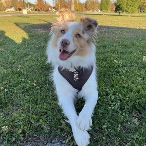 Cheetah Print Adjustable Dog Harness | Trendy Animal Print Design ...