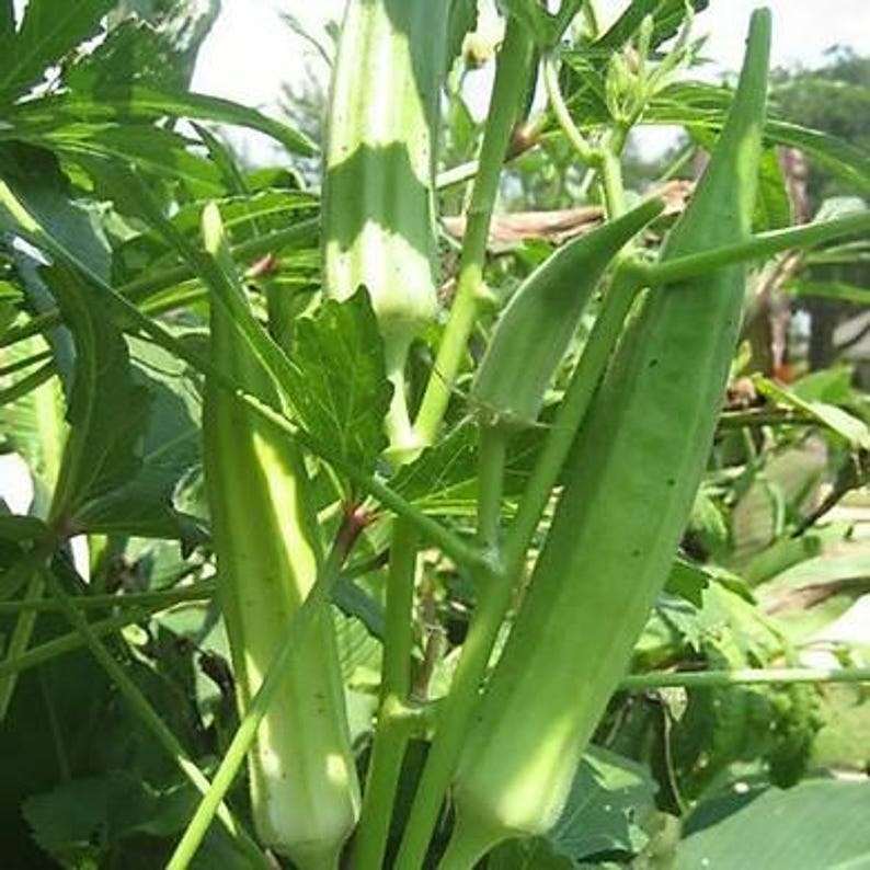 Clemson Spineless Okra Seeds - Heirloom, Non-gmo, Certified - 100 Seeds ...