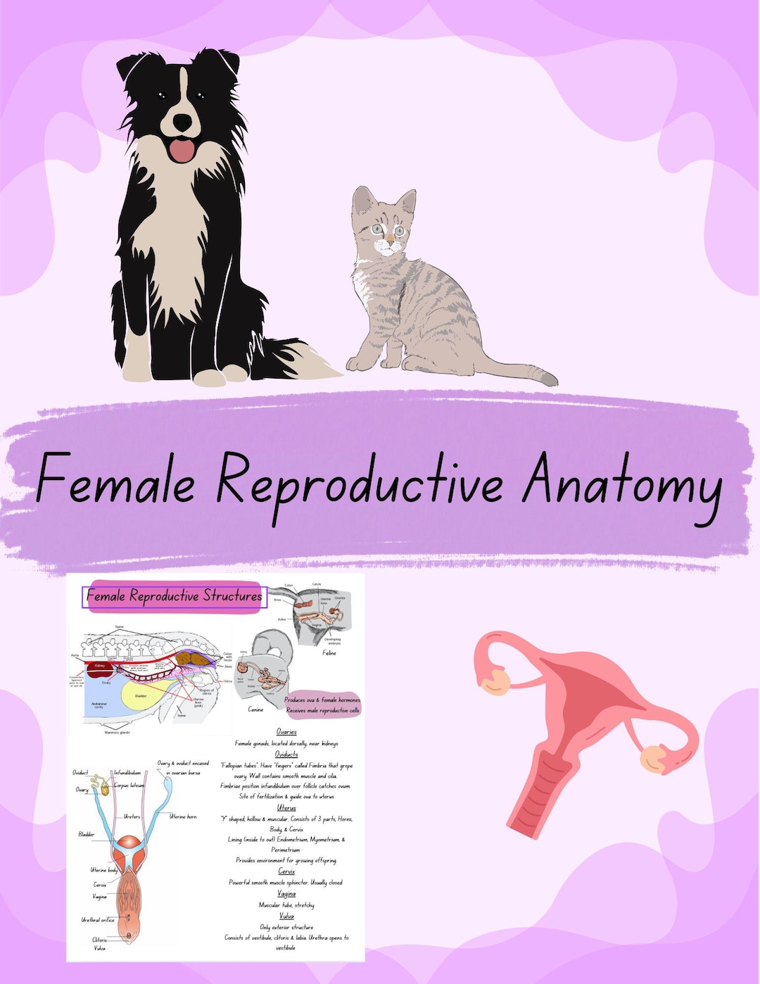 Female Canine/feline Reproductive Anatomy - Etsy
