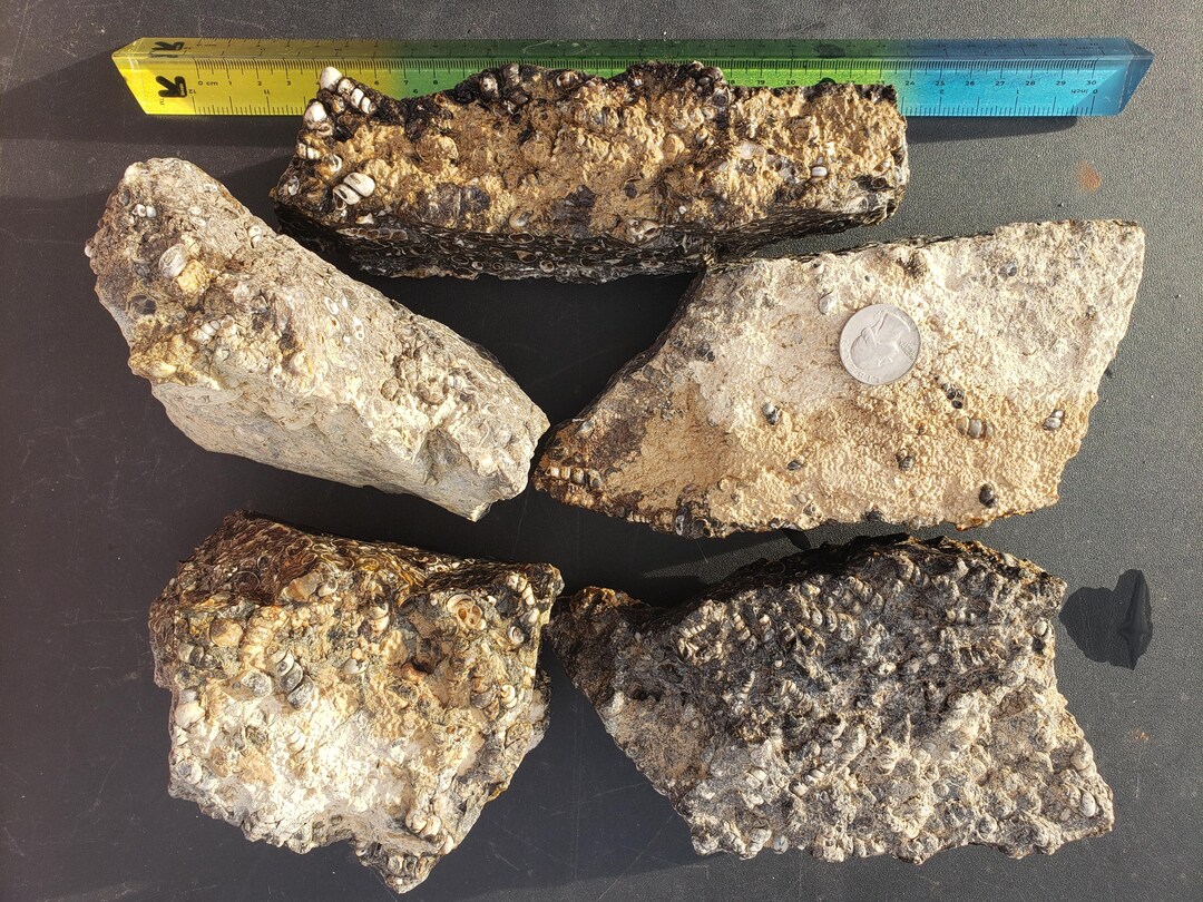 Box Lot Turritella Agatized Snail Shell Fossil Cutting Rough Rocks ...