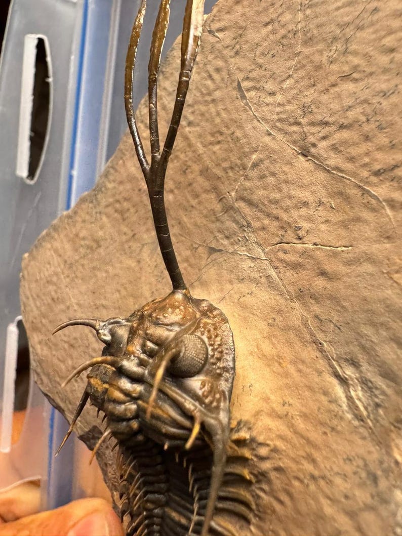 Spiny Trident Walliserops Trilobite – Devonian Fossil From Zguid ...