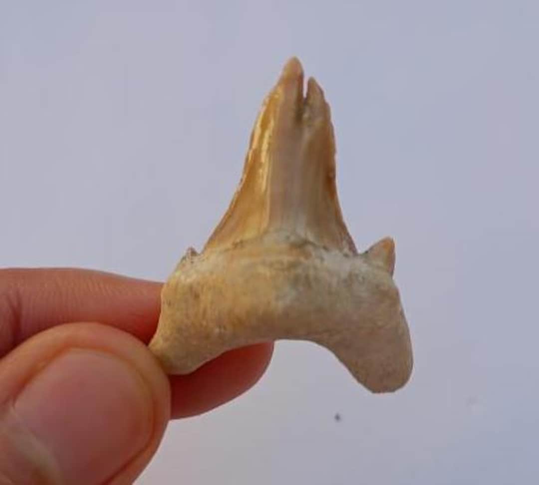 Rare Pathological Otodus Obliquus Fossil Shark Tooth - Moroccan ...