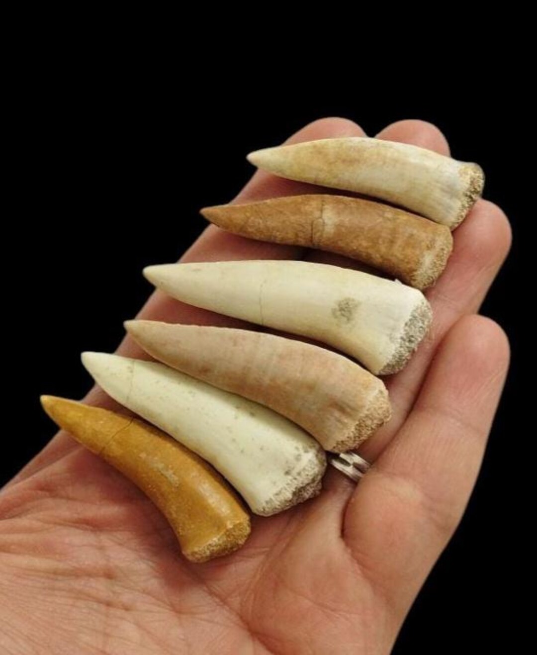 Prehistoric Fossilized Extinct Enchodus Teeth - Late Cretaceous ...