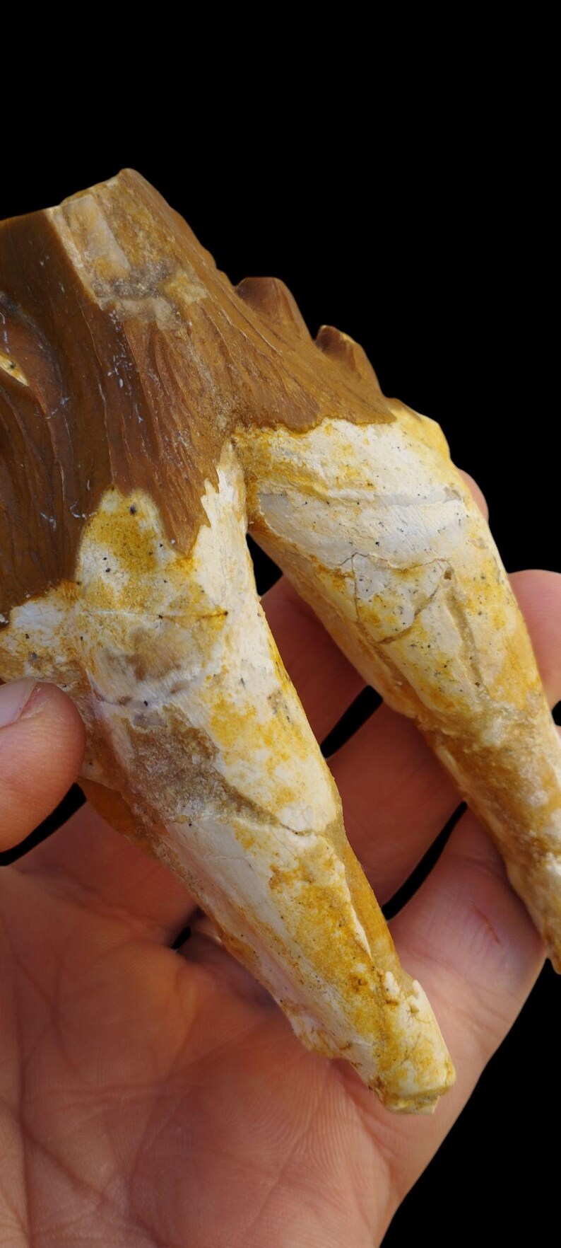 Extra Large Basilosaurus Fossil Tooth - Incredible Natural Piece of ...
