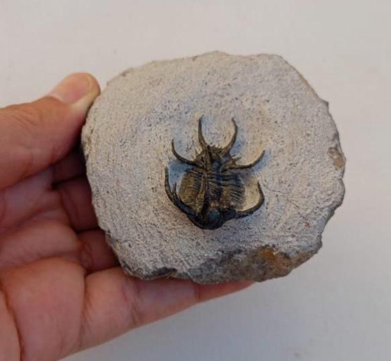 Spiny Ceratarges Trilobite Fossil - All Natural Devonian Specimen ...