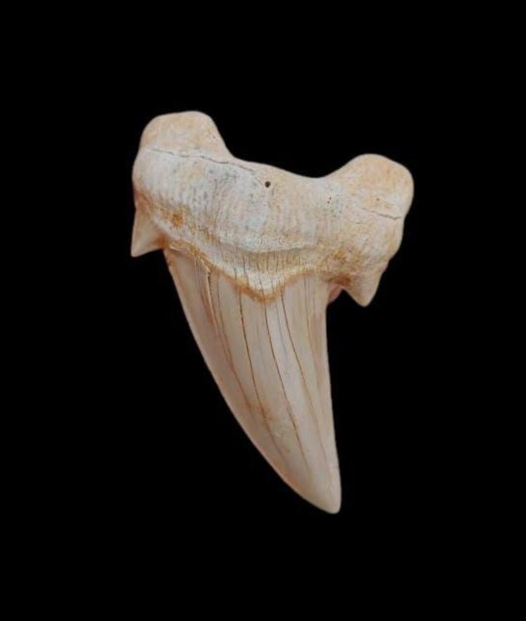 Extinct Rare Large Otodus Obliquus Fossilized Shark Tooth – Authentic ...