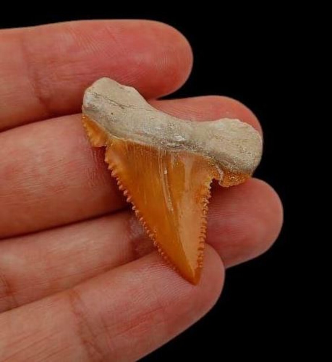 Sweet Palaeocarcharodon Orientalis Shark Tooth Fossil- Quality Pygmy ...