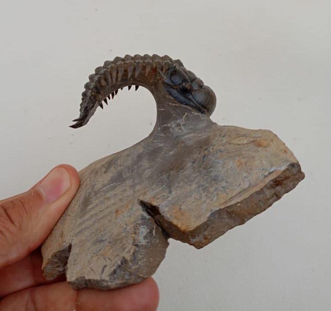 Fossilized Crotalocephalina Trilobite – Natural Extinct Marine ...