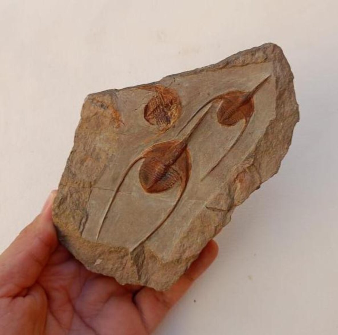 Rare Trio of Lonchodomas Trilobites – Genuine Fossil Plate – Paleozoic ...