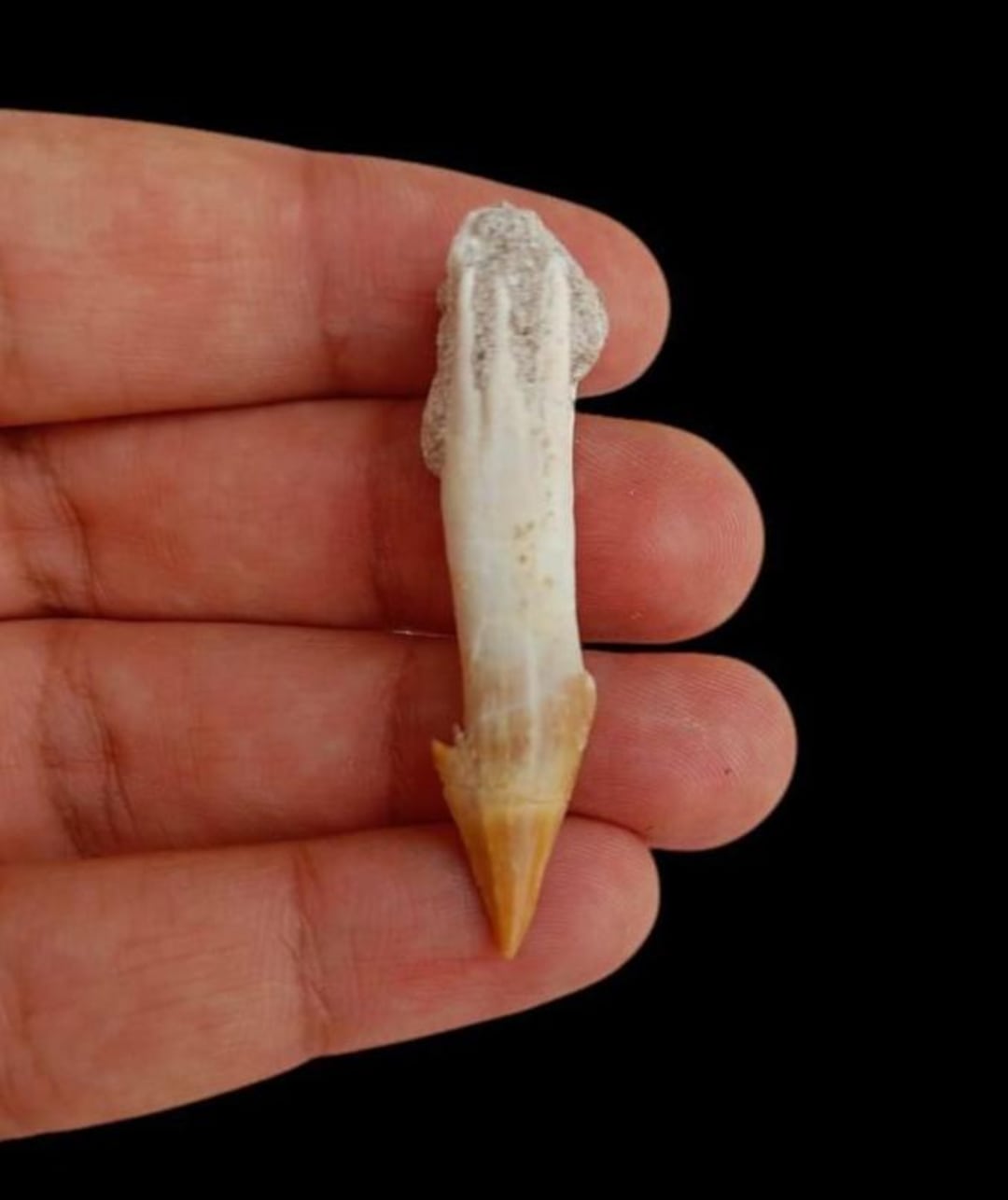 Prehistoric Fossilized Extinct Pristid Rostrum Teeth - Late Cretaceous ...