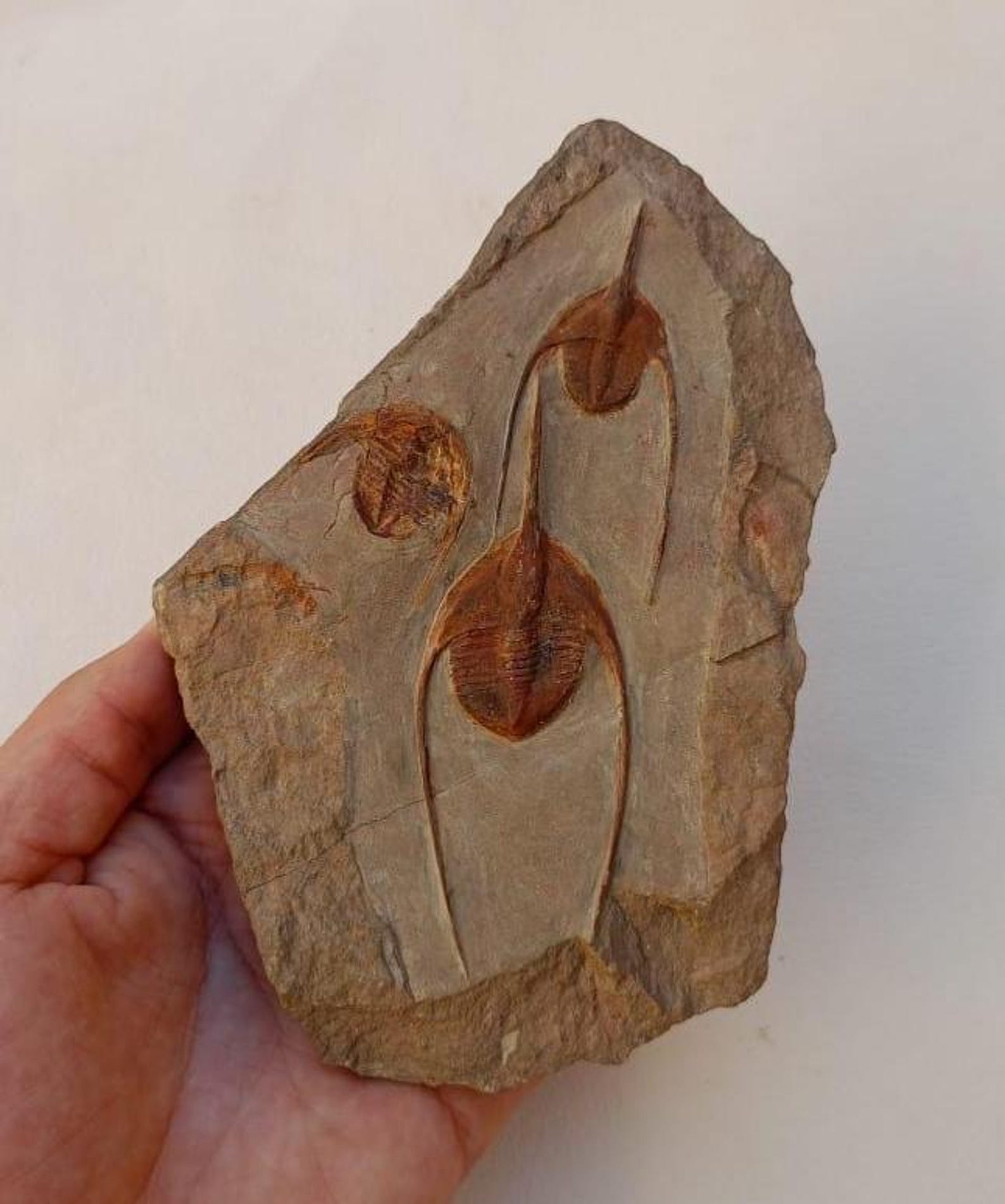 Rare Trio of Lonchodomas Trilobites – Genuine Fossil Plate – Paleozoic ...