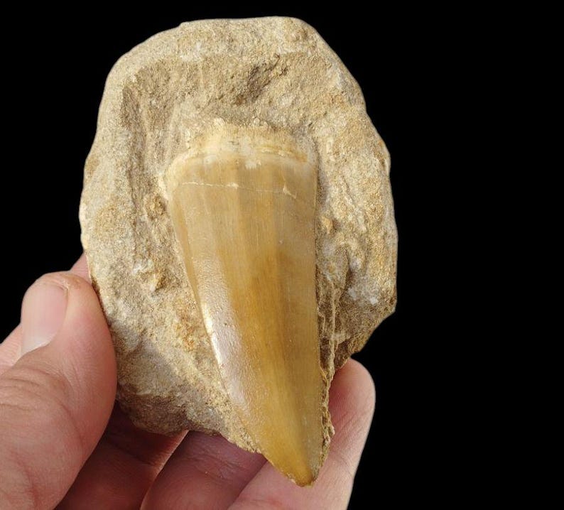 Fossilized Mosasaur Tooth – Extinct Marine Reptile – Late Cretaceous ...
