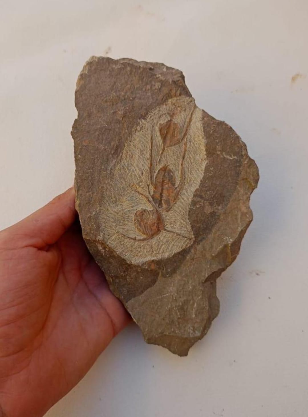 Rare Trio of Lonchodomas Trilobites – Genuine Fossil Plate – Paleozoic ...
