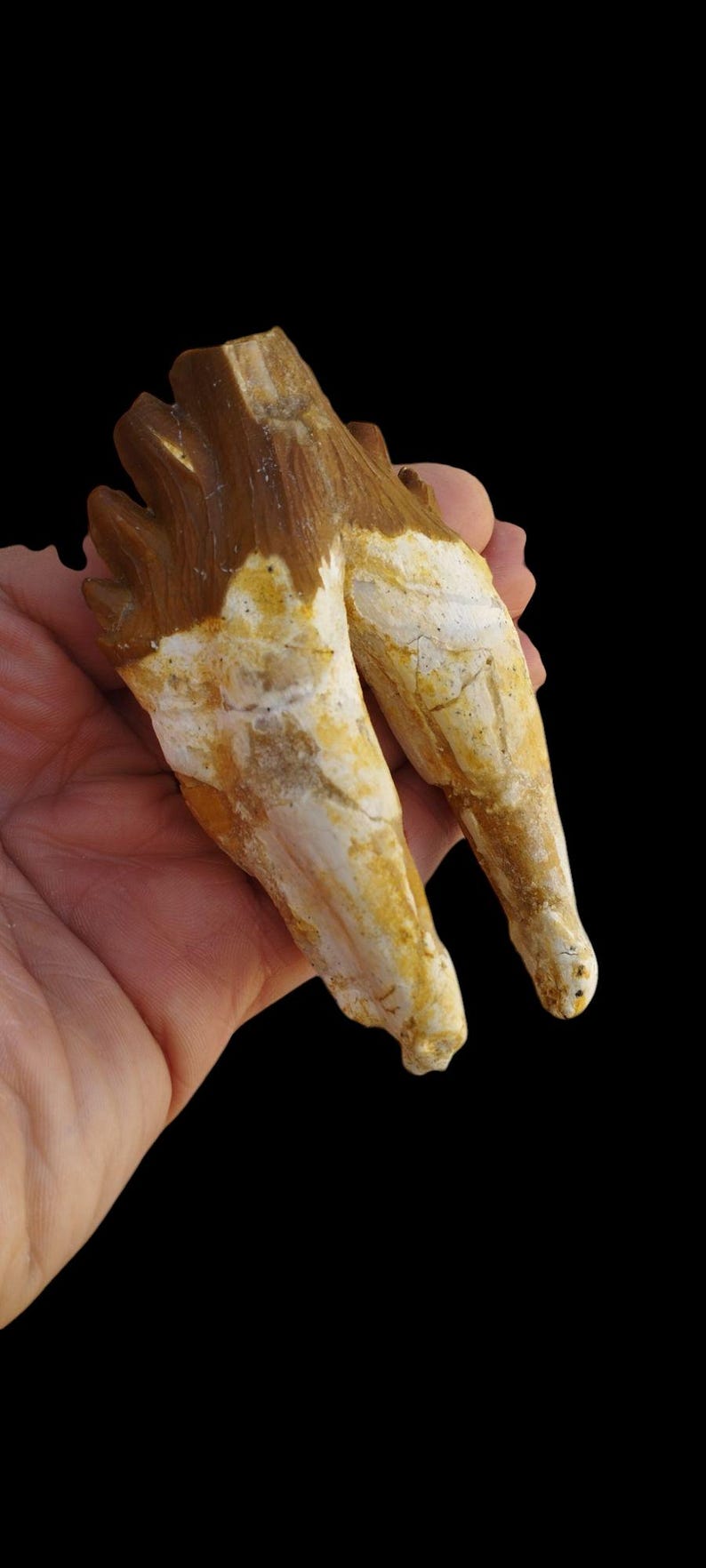 Extra Large Basilosaurus Fossil Tooth - Incredible Natural Piece of ...