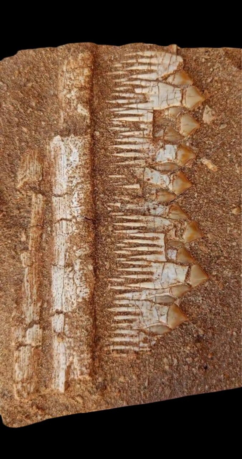 Prehistoric Fossilized Extinct Schizorhiza Stromeri Teeth - Late ...