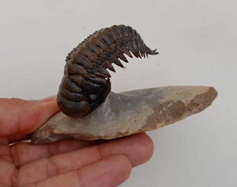 Fossilized Crotalocephalina Trilobite – Natural Extinct Marine ...