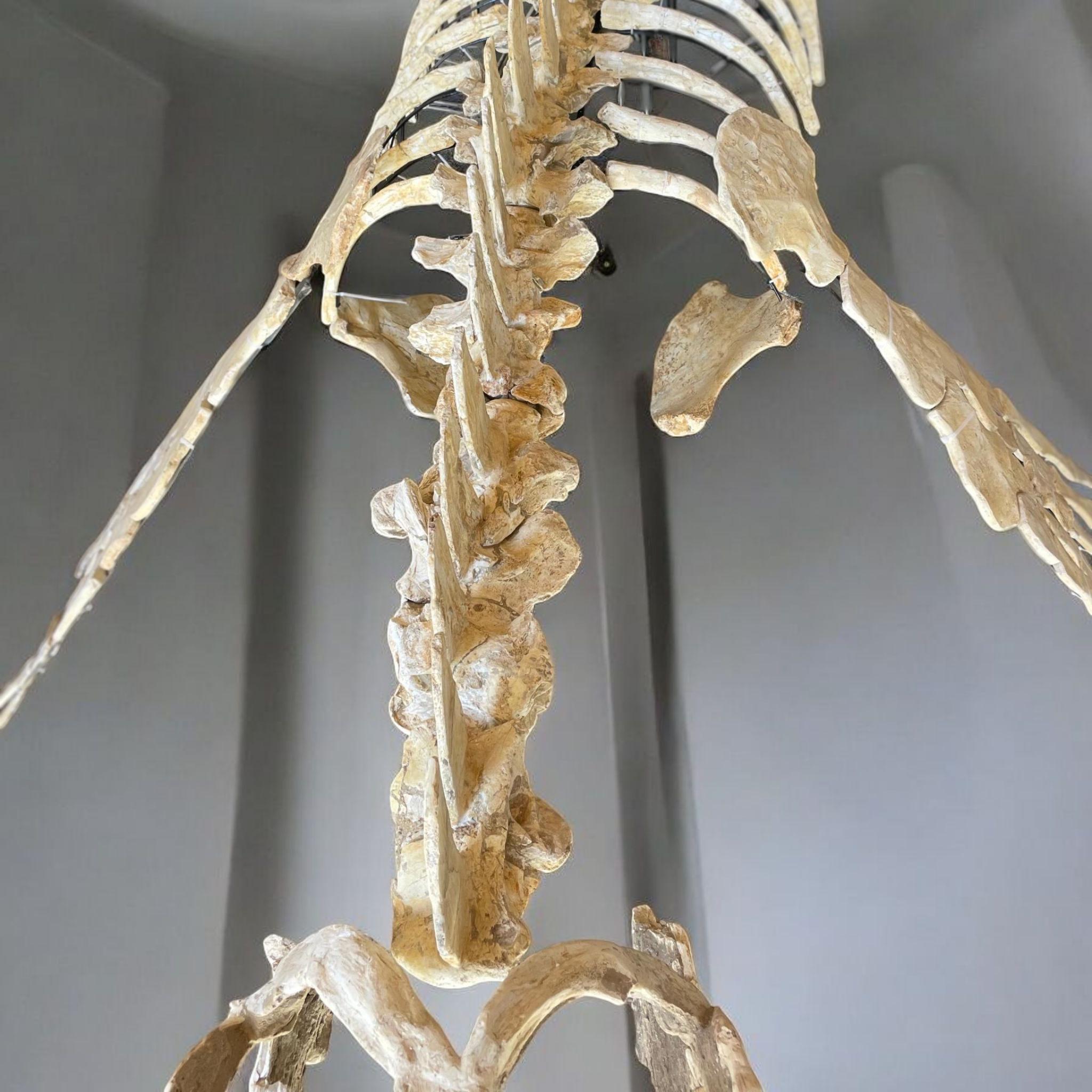 Extra-rare Monster Mosasaur Skeleton – 374" Fossil With 55" Natural ...