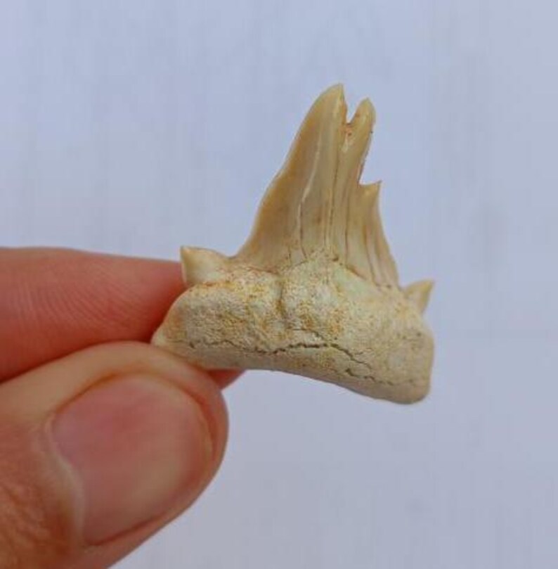 Extinct Rare Pathological Otodus Obliquus Fossilized Shark Tooth ...