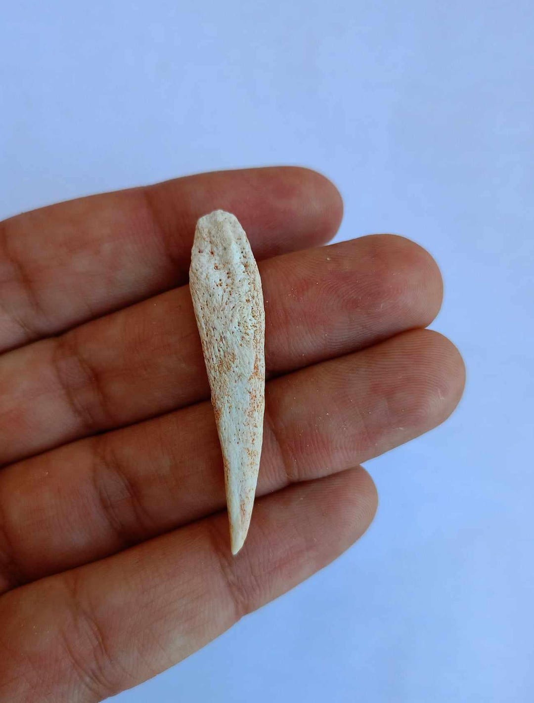 Cretaceous Crocodile Claw Fossil – Authentic Dinosaur-era Specimen From ...