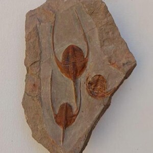 Rare Trio of Lonchodomas Trilobites – Genuine Fossil Plate – Paleozoic ...