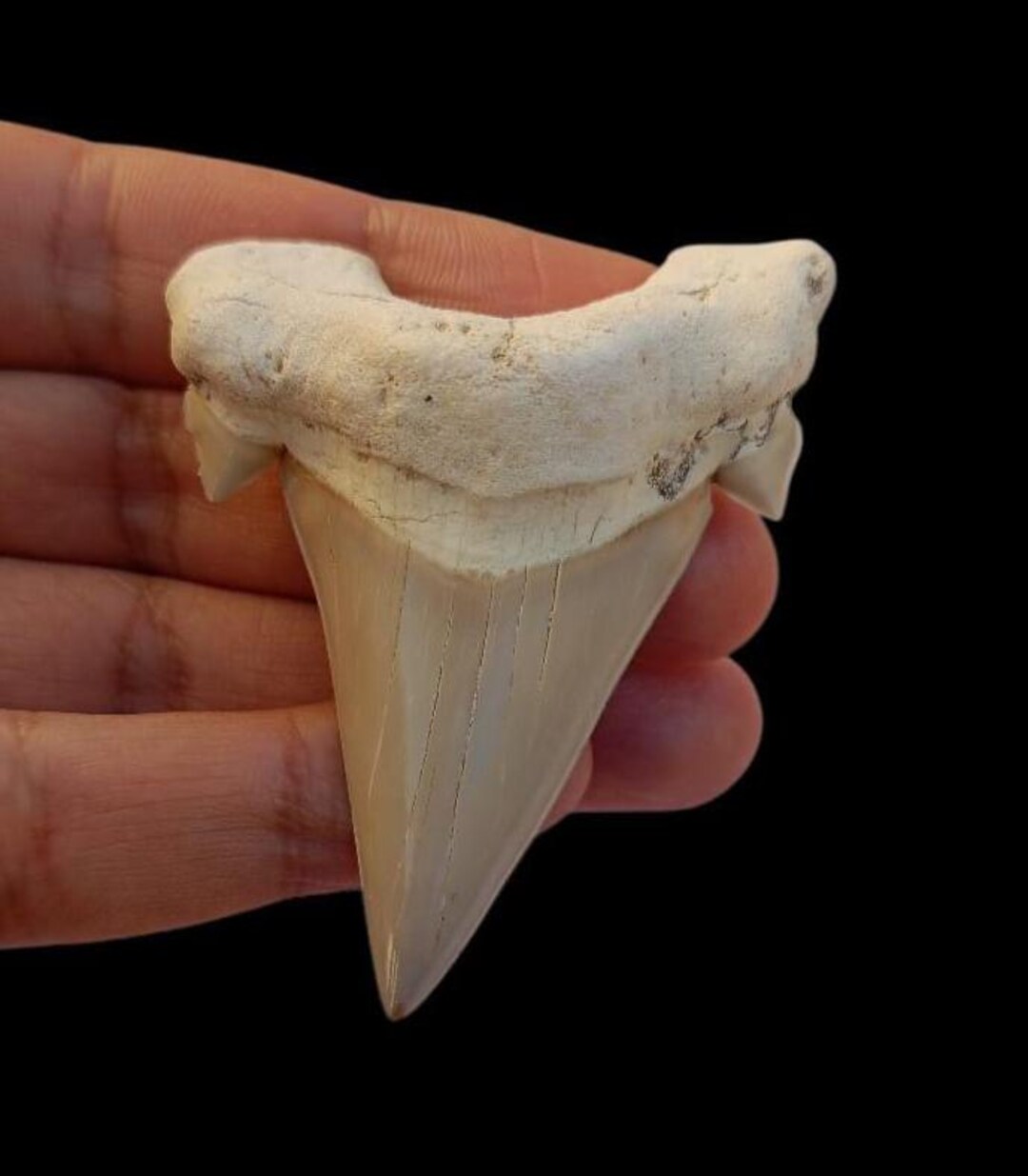 Extinct Rare Large Otodus Obliquus Fossilized Shark Tooth – Authentic ...