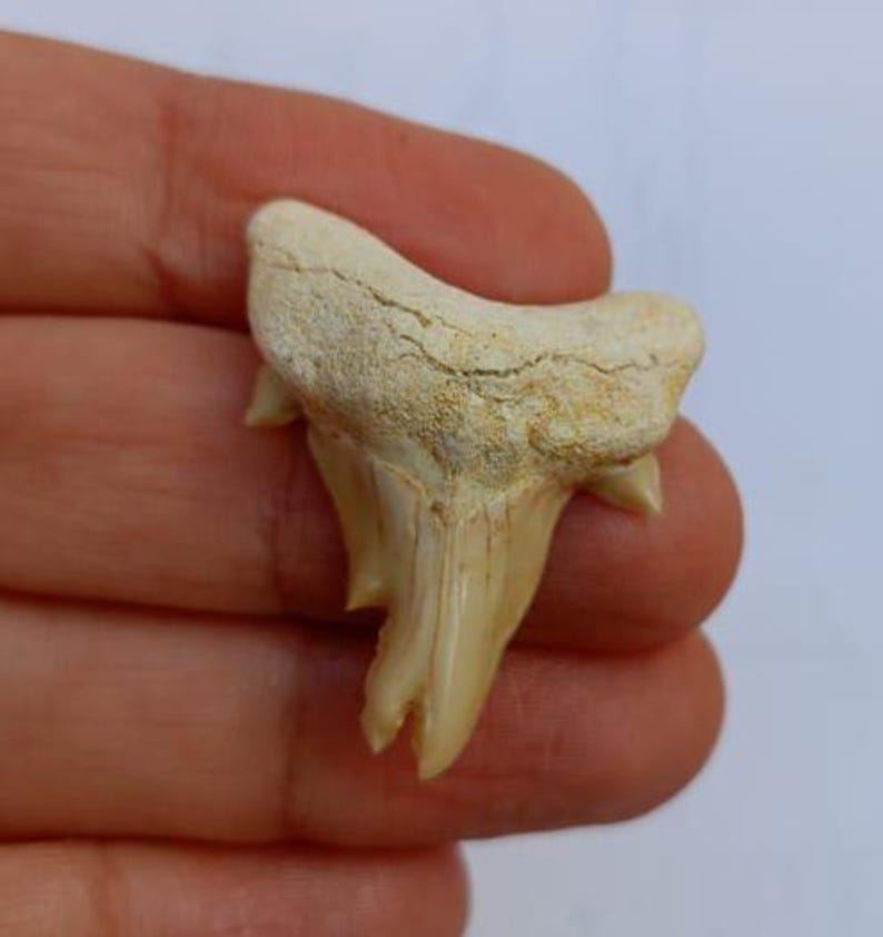 Extinct Rare Pathological Otodus Obliquus Fossilized Shark Tooth ...