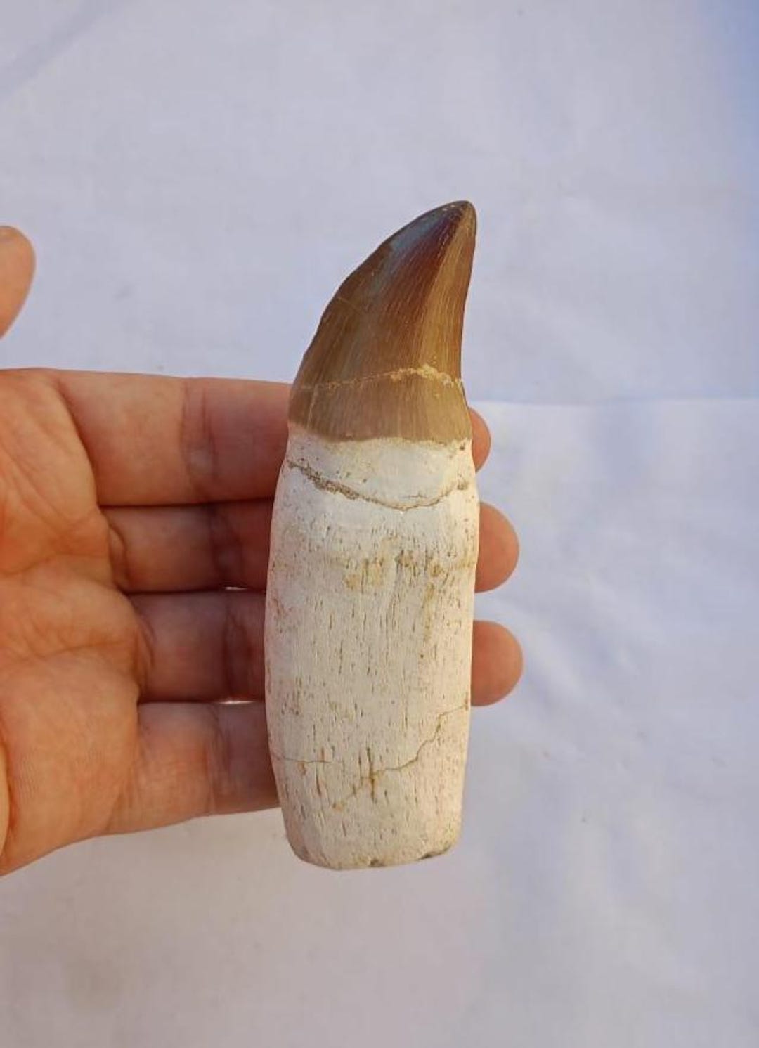 Quality Mosasaur Rooted Tooth – Cretaceous Fossil From Khouribga ...