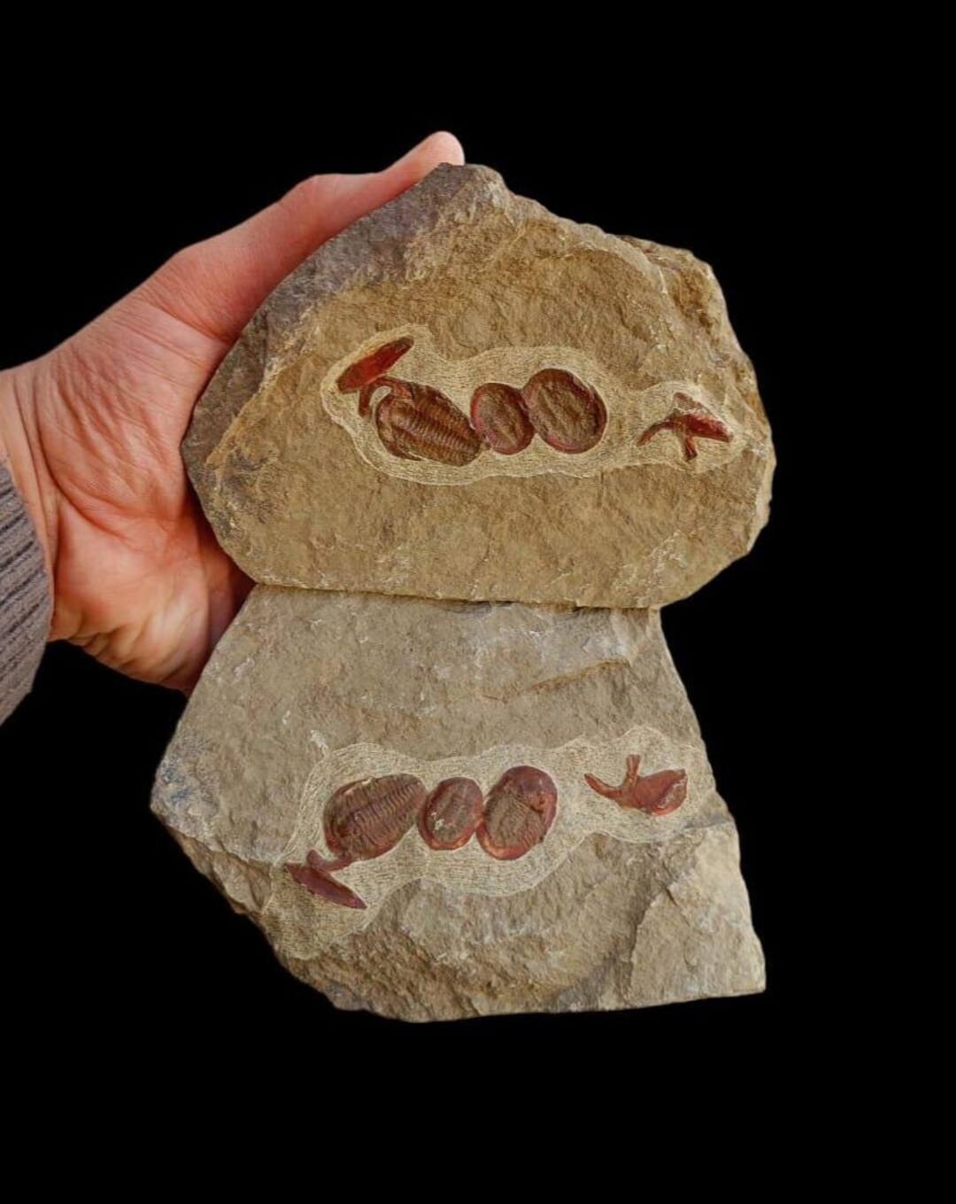 A Line of 3 Trilobites Fossils – Natural & Unrestored Devonian ...