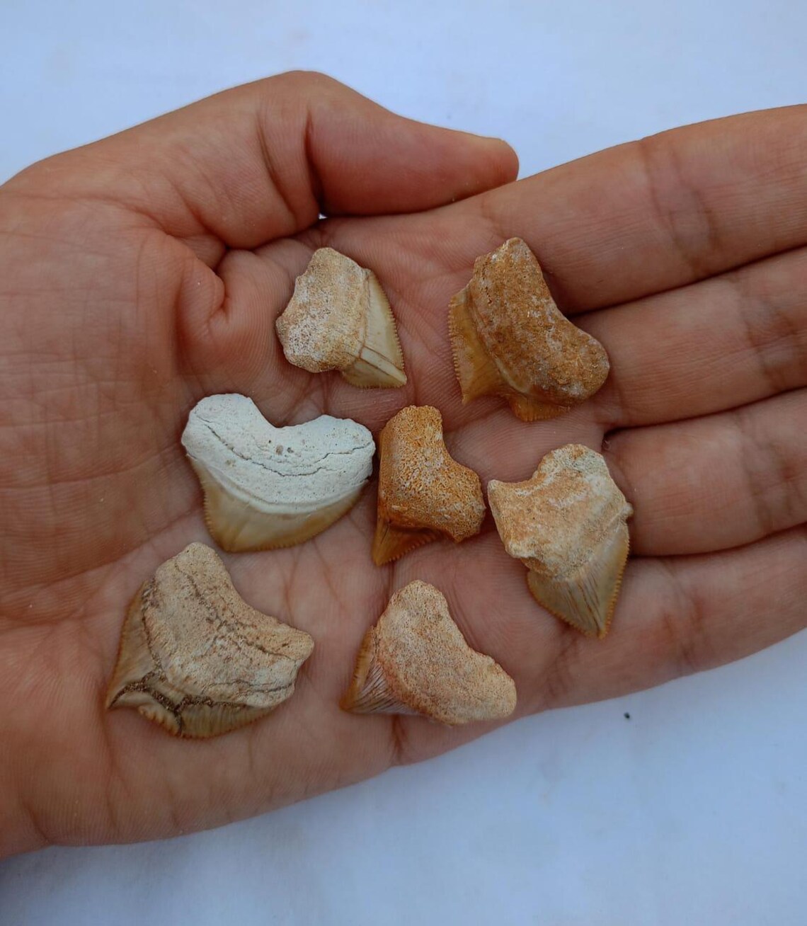 Lote de 7 dientes fosilizados de Squalicorax patológicos raros: dientes ...