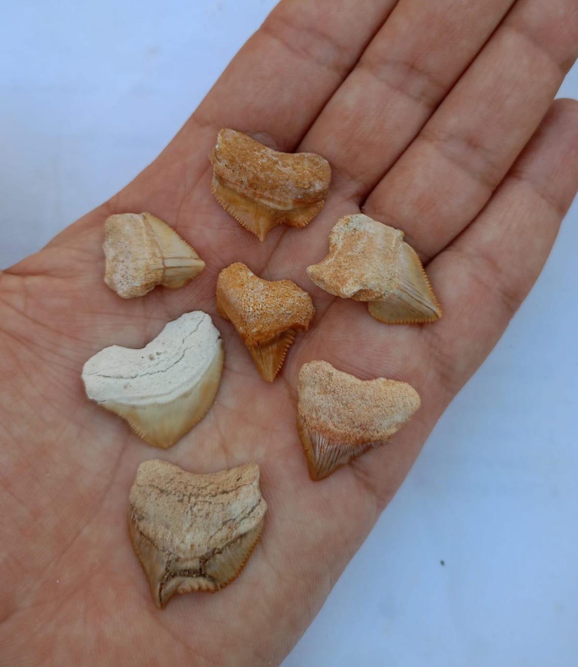 Lote de 7 dientes fosilizados de Squalicorax patológicos raros: dientes ...