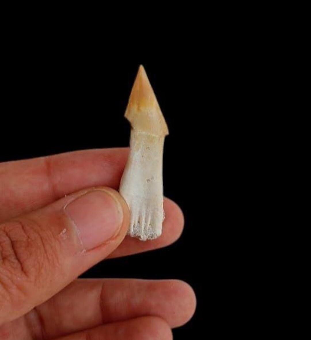 Prehistoric Fossilized Extinct Pristid Rostrum Teeth - Late Cretaceous ...