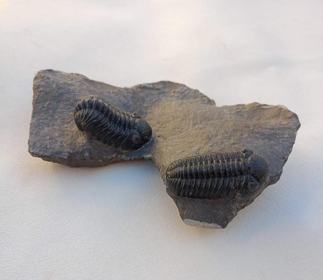 Two Associated Phacops Trilobite Fossils – Genuine Devonian Era ...
