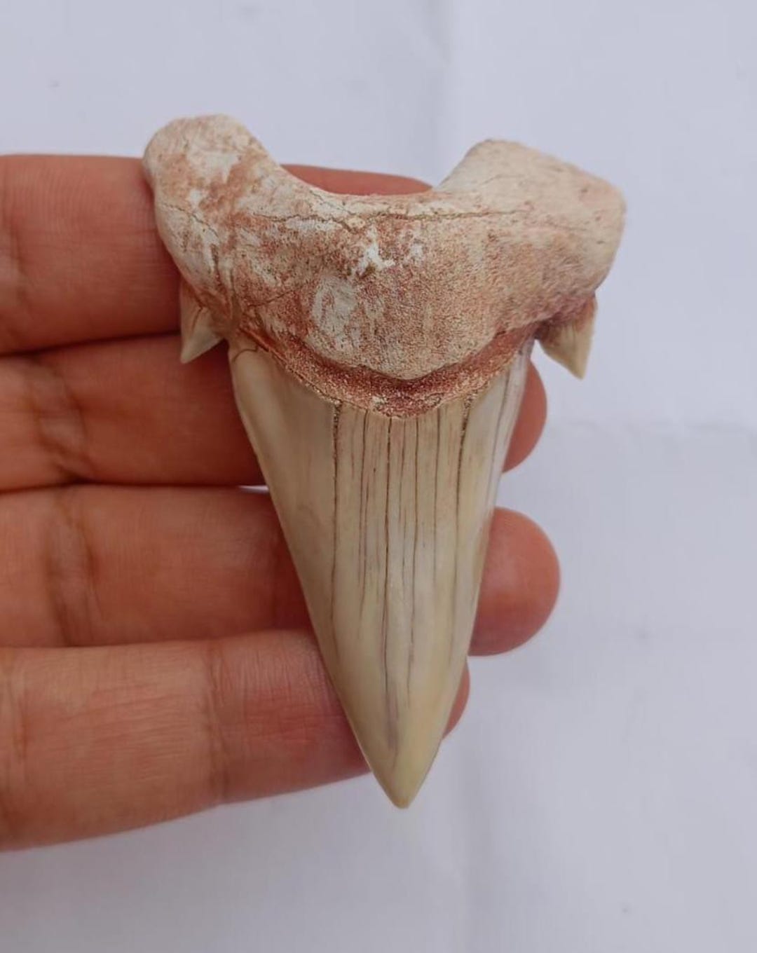 Large Otodus Obliquus Fossilized Shark Tooth – Moroccan Collector ...