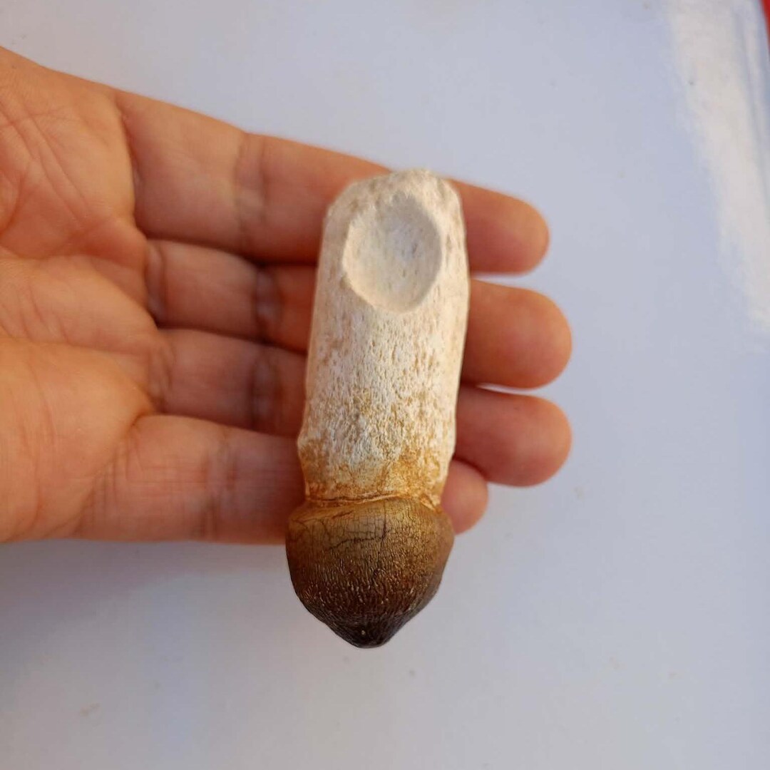 Globidens Mosasaur Tooth Fossil – Late Cretaceous Marine Reptile ...