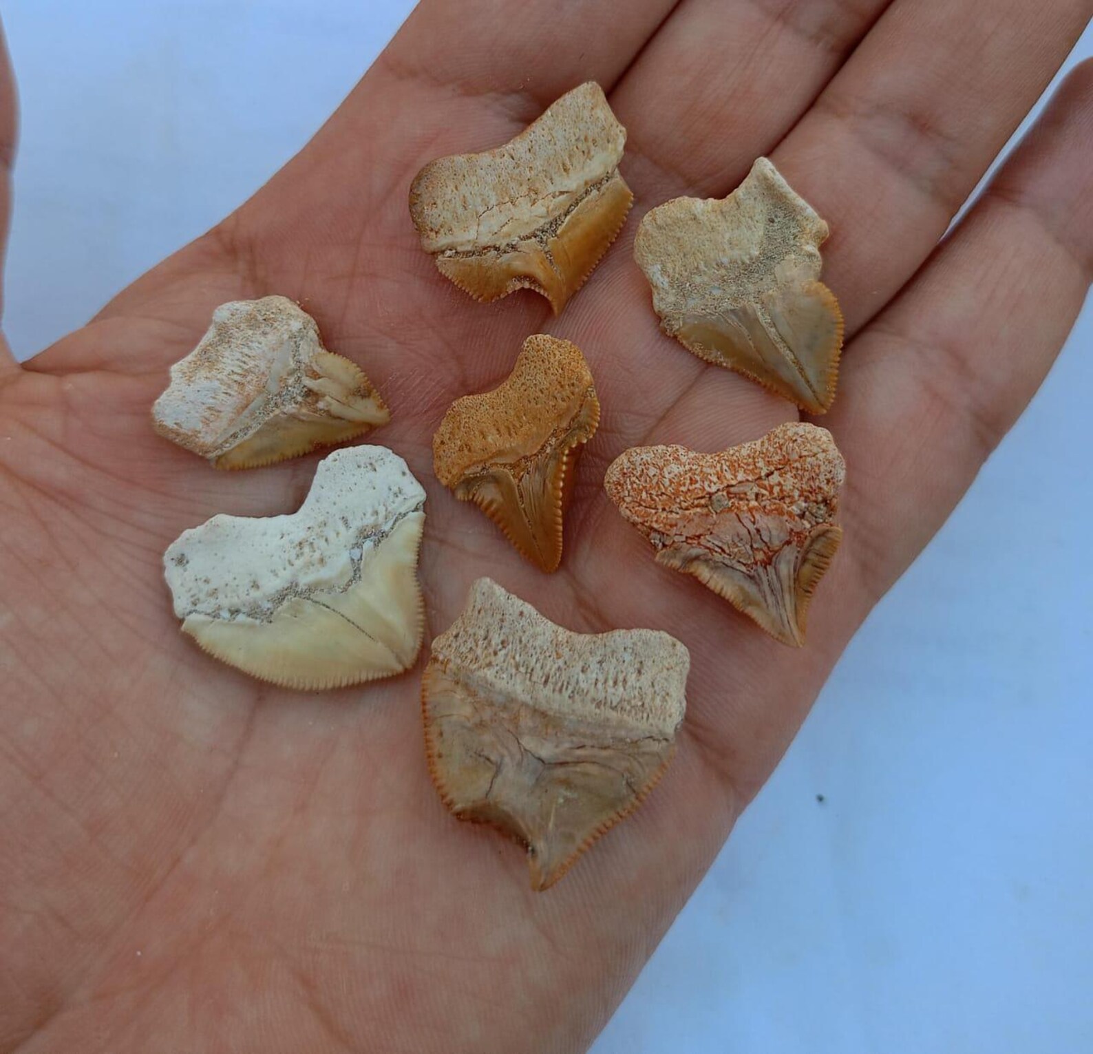 Lote de 7 dientes fosilizados de Squalicorax patológicos raros: dientes ...
