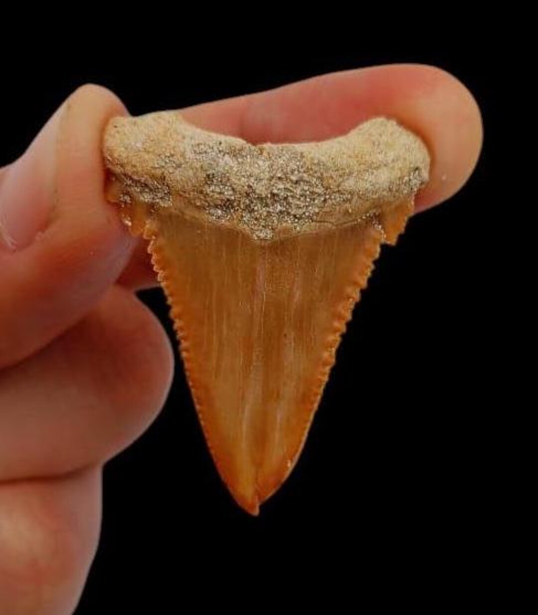 Rare Pathological Palaeocarcharodon Orientalis Shark Tooth Fossil ...