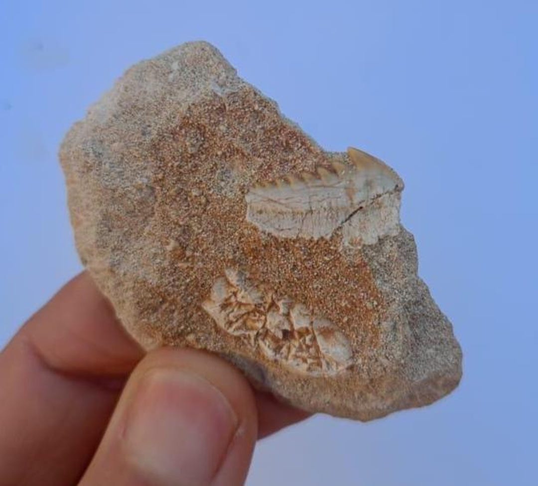 Eocene Cow Shark Tooth Fossil – Hexanchus Microdon, Morocco - Etsy