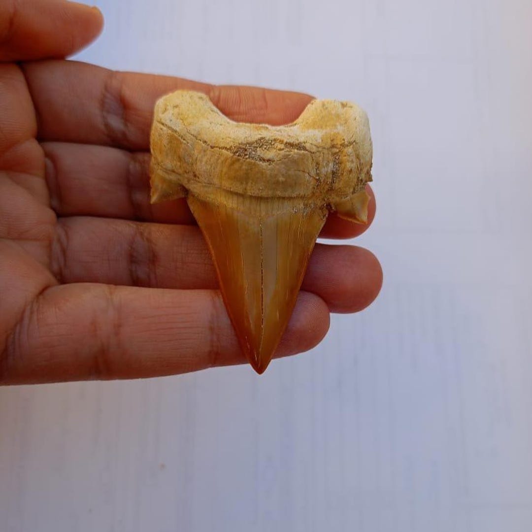 Large Otodus Obliquus Shark Tooth Fossil – Moroccan Collector Specimen ...