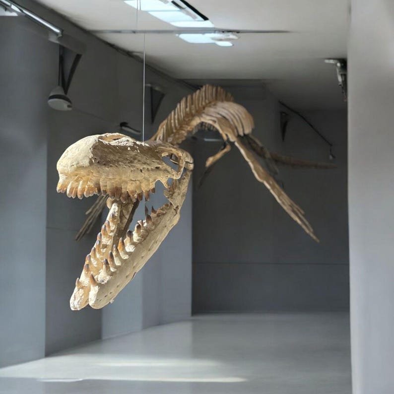 Extra-rare Monster Mosasaur Skeleton – 374" Fossil With 55" Natural ...